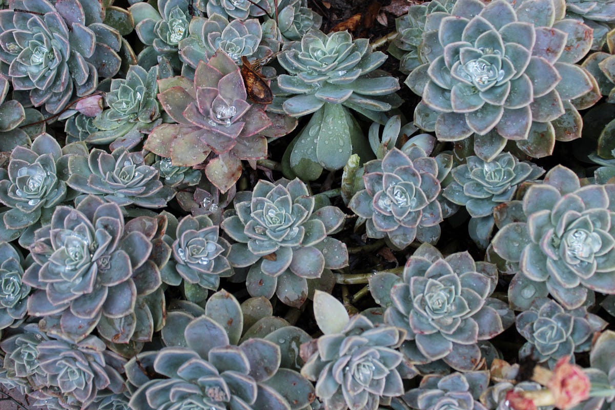 ode to my tiny (dead) succulent. a poem | by Lucy Dan 蛋小姐 (she/her/她 ...