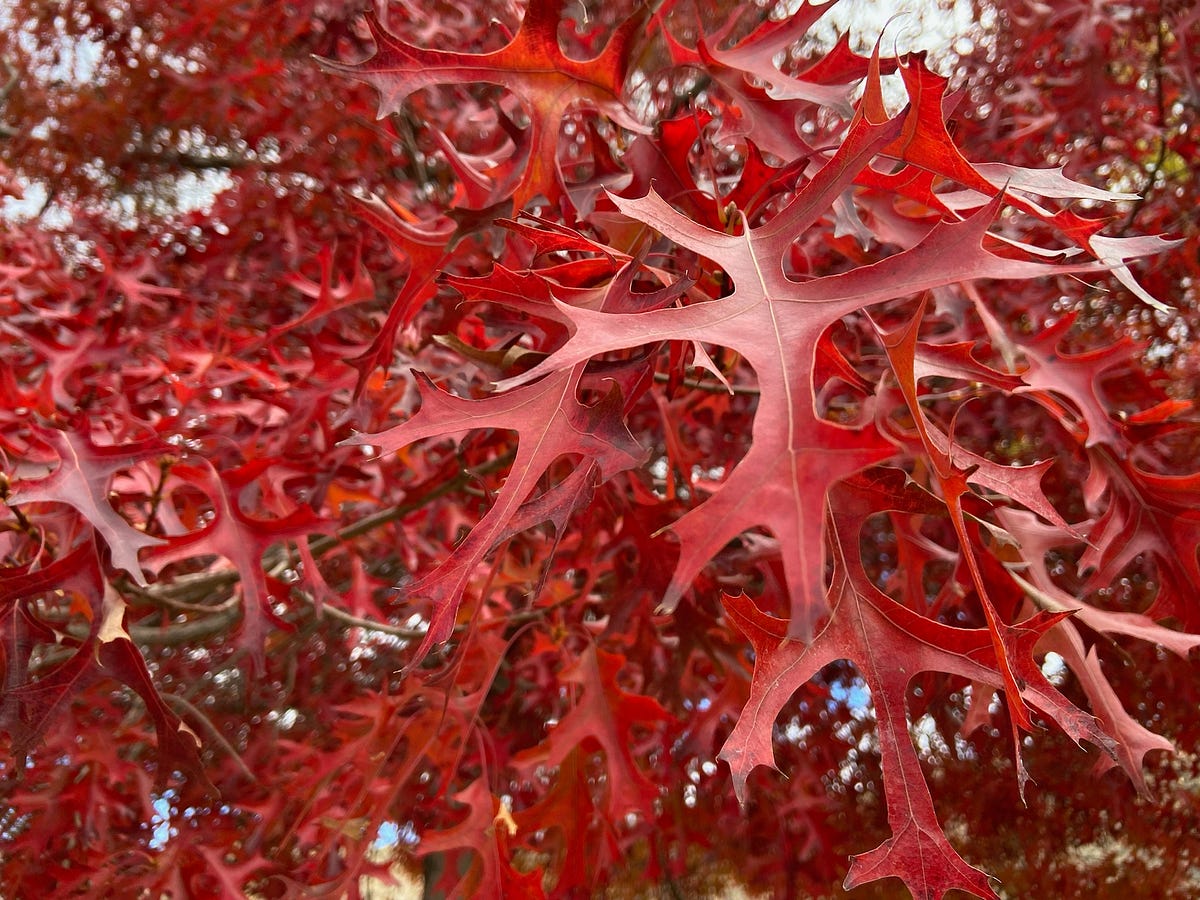 Fall Colors, Work, and Wet Weather | by Kim Zuch | SNAPSHOTS | Medium