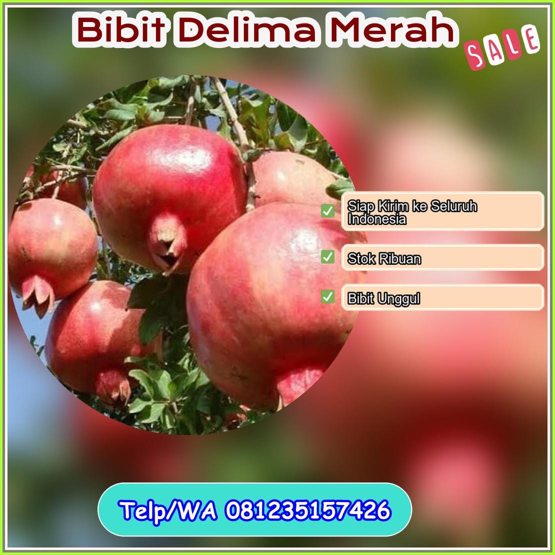 Jual Bibit Delima Merah Pangkajene Kepulauan | by Jasmin Buah | Jul ...