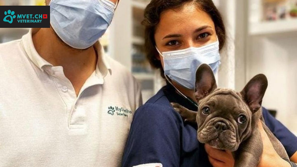 The Pet Care Information You Need to Know Before Visiting a Veterinary ...
