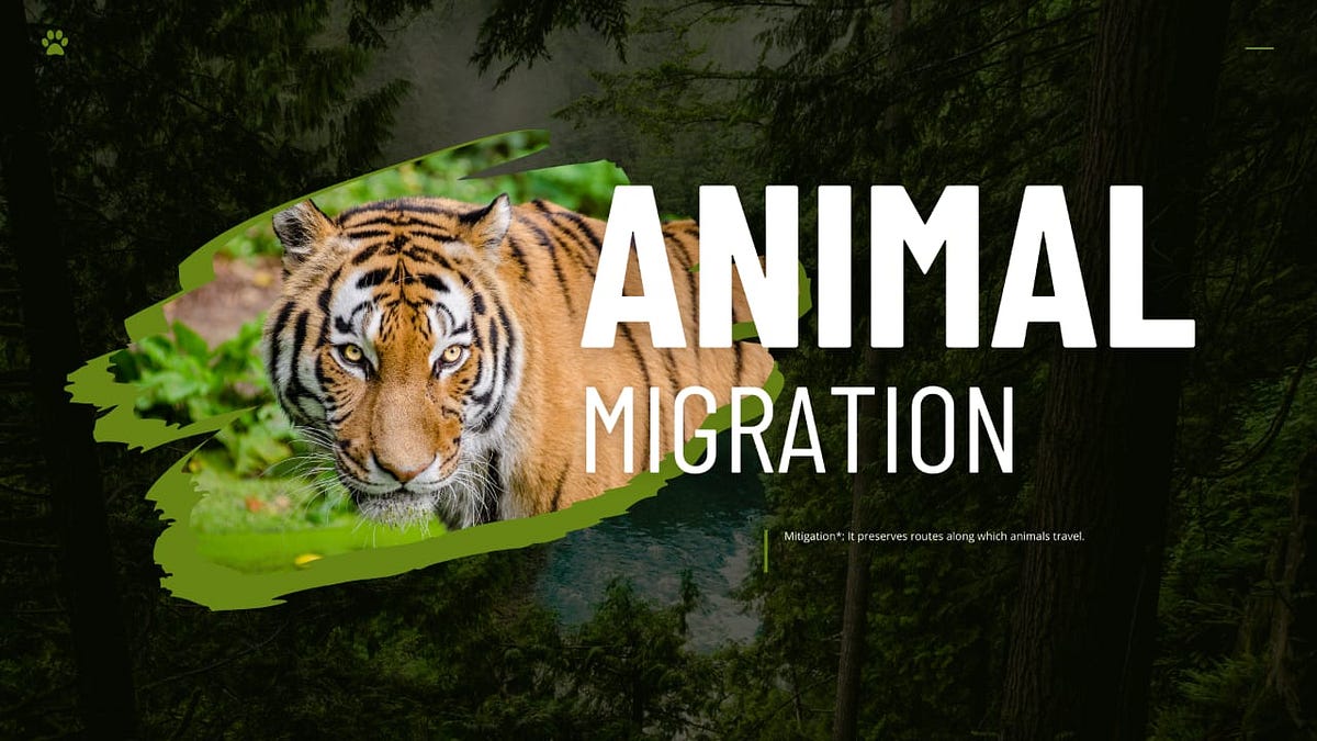Animal migration. Introduction:* The animal migration… | by muhammad ...