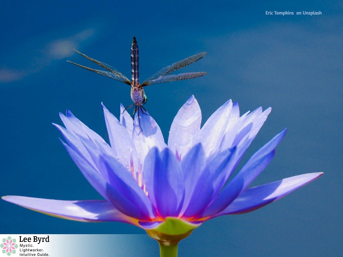 Dragonflies: Love Is Always and Forever Around | by Lee Byrd | Soul ...