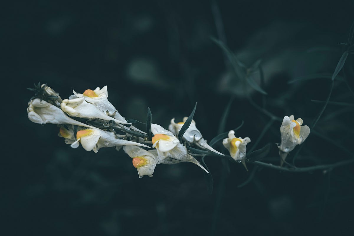 How Decoding Algorithms Work Part2artificial Intelligence By Monodeep Mukherjee Medium