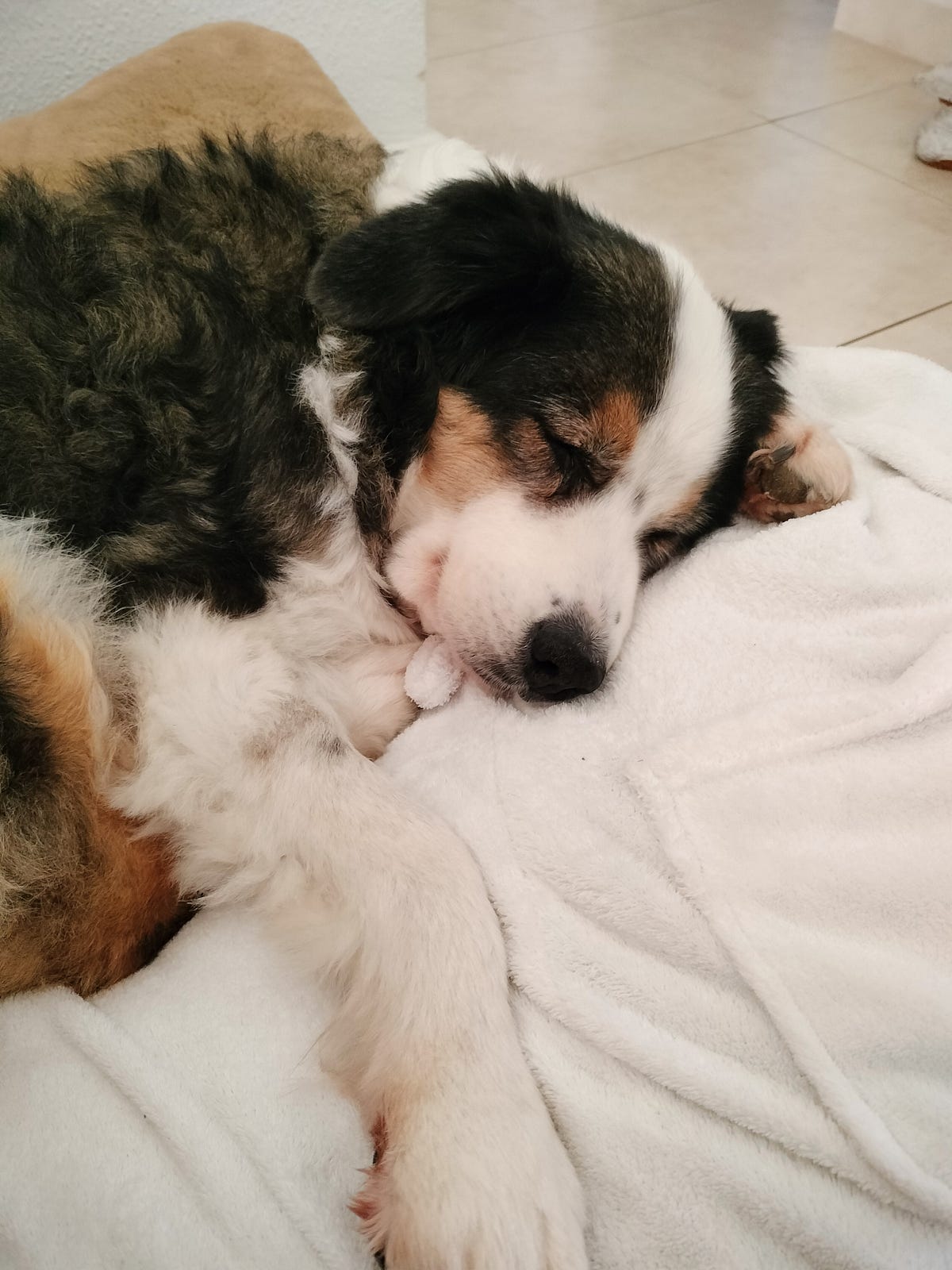 Why I’ve always had a dog. | by Nicola Farnhill (Connectedtoself ...