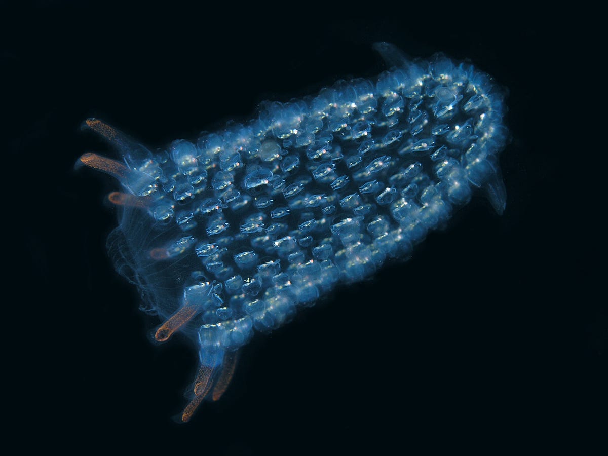 The Plight of the Plankton: Climate Change Forces Species to Move North ...