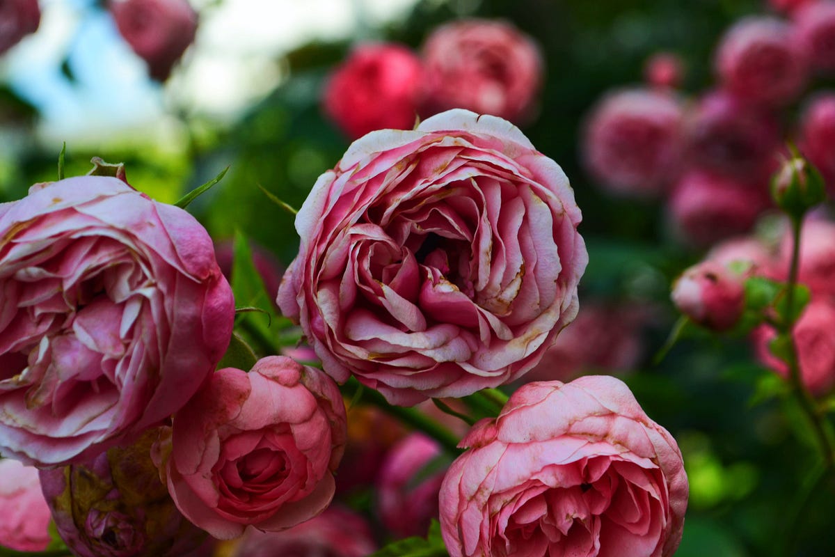 Pink Roses. For my first 200 followers | by Caroline Mellor | The POM ...