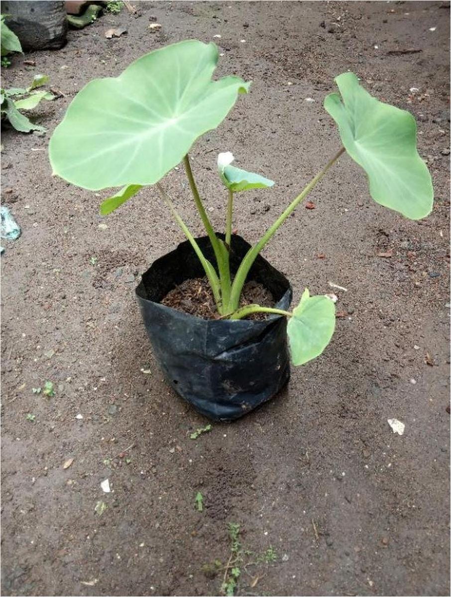 Bibit Talas Jepang Satoimo Magetan | by Ezio Asoka | Medium