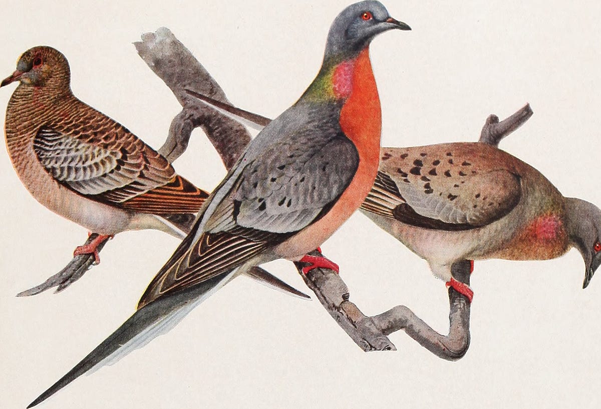 About Martha, the last of the passenger pigeons | by 𝐆𝐫𝐫𝐥𝐒𝐜𝐢𝐞𝐧𝐭𝐢𝐬𝐭 ...