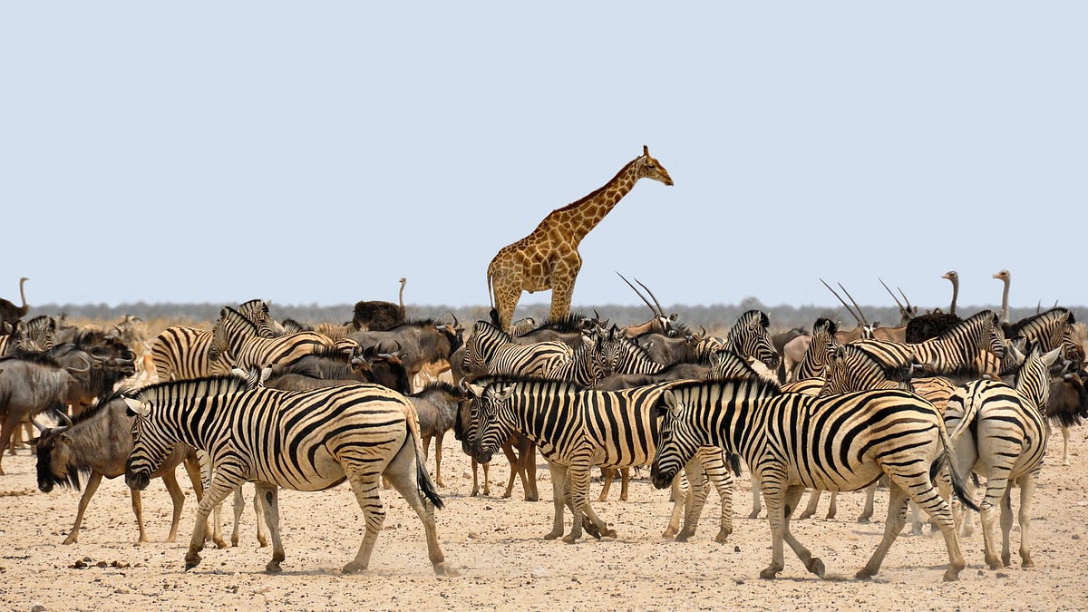 The Fundamentals Of An African Safari | by Piet Olivier | Aug, 2023 ...