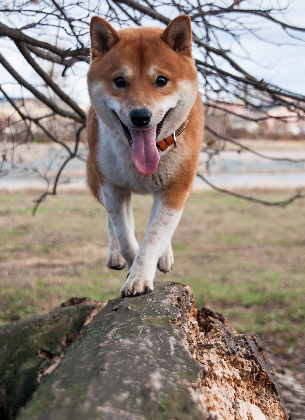 A Guide To Shiba Inu Training. A Guide To Shiba Inu Training can be ...