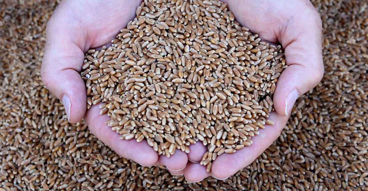 Wheat Seeds Market with Excellent CAGR of 5.6% by 2030. | by ...