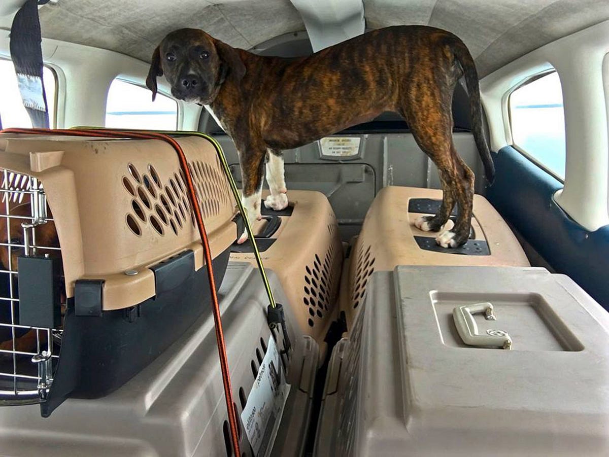 Your Pet, Your Plan: Crafting Customized Travel Experiences for Furry ...