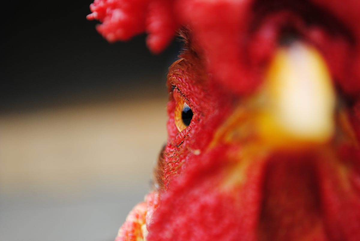 6 Reasons You Need a Rooster in Your Flock | by Amanda Pieper | The ...