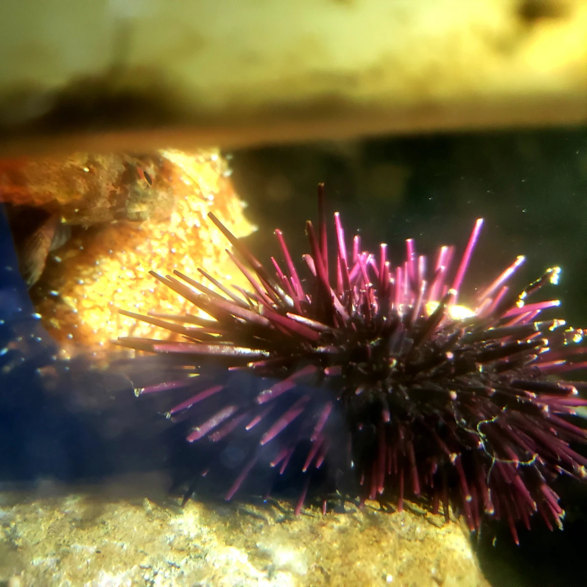 The Flesh Beneath the Cross: Marine Lives and Sacred Death — A Neo ...