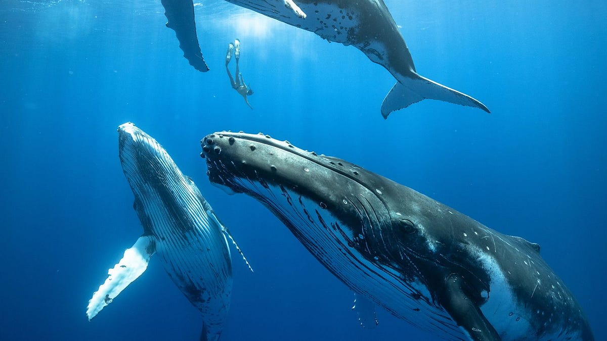 Unraveling the mystery of whale singing: a long-awaited discovery by ...