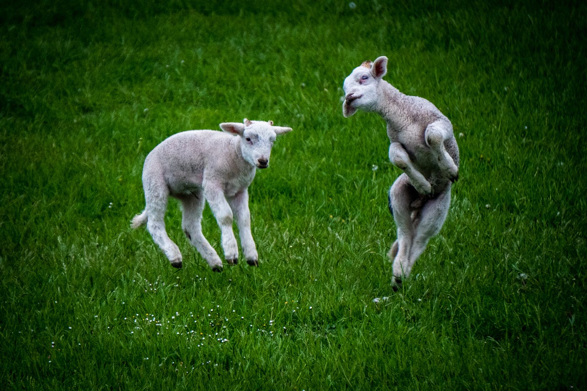 A MOSTLY FACTUAL LAMB STORY. Look at the leaping lambs! Playing… | by ...