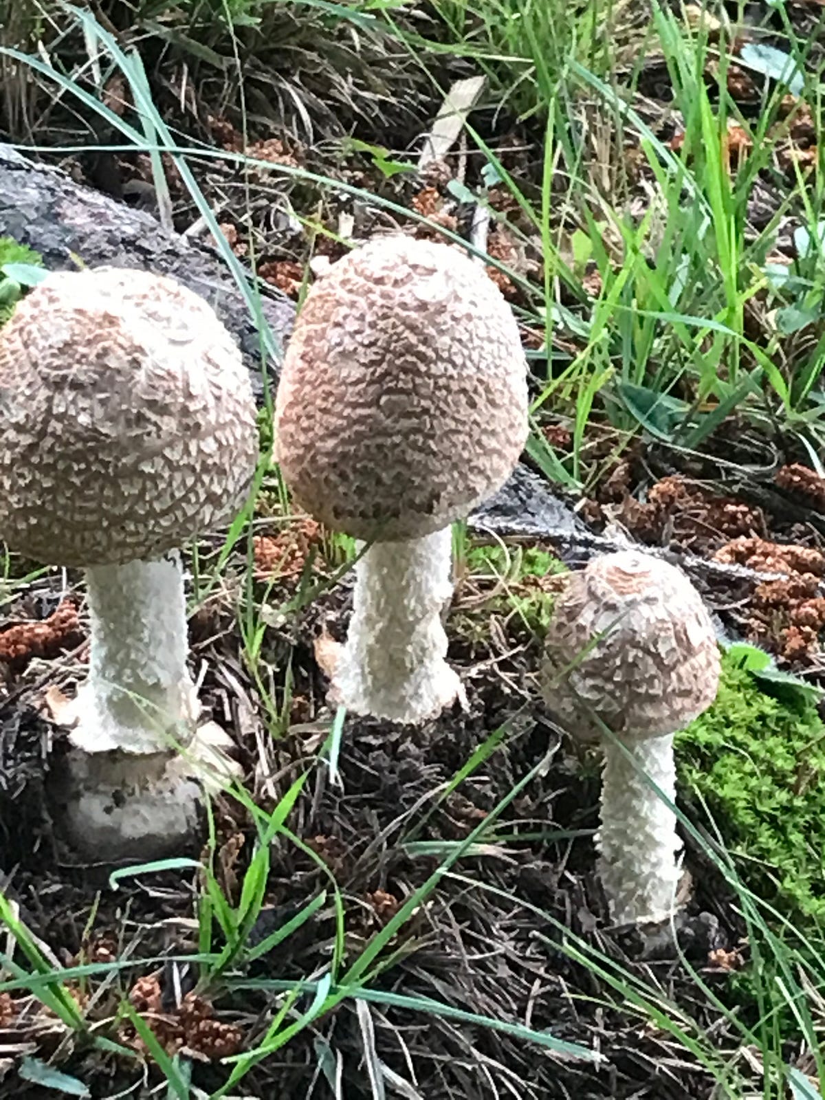 The Three “shrooms ” - Susan Christiana - Medium