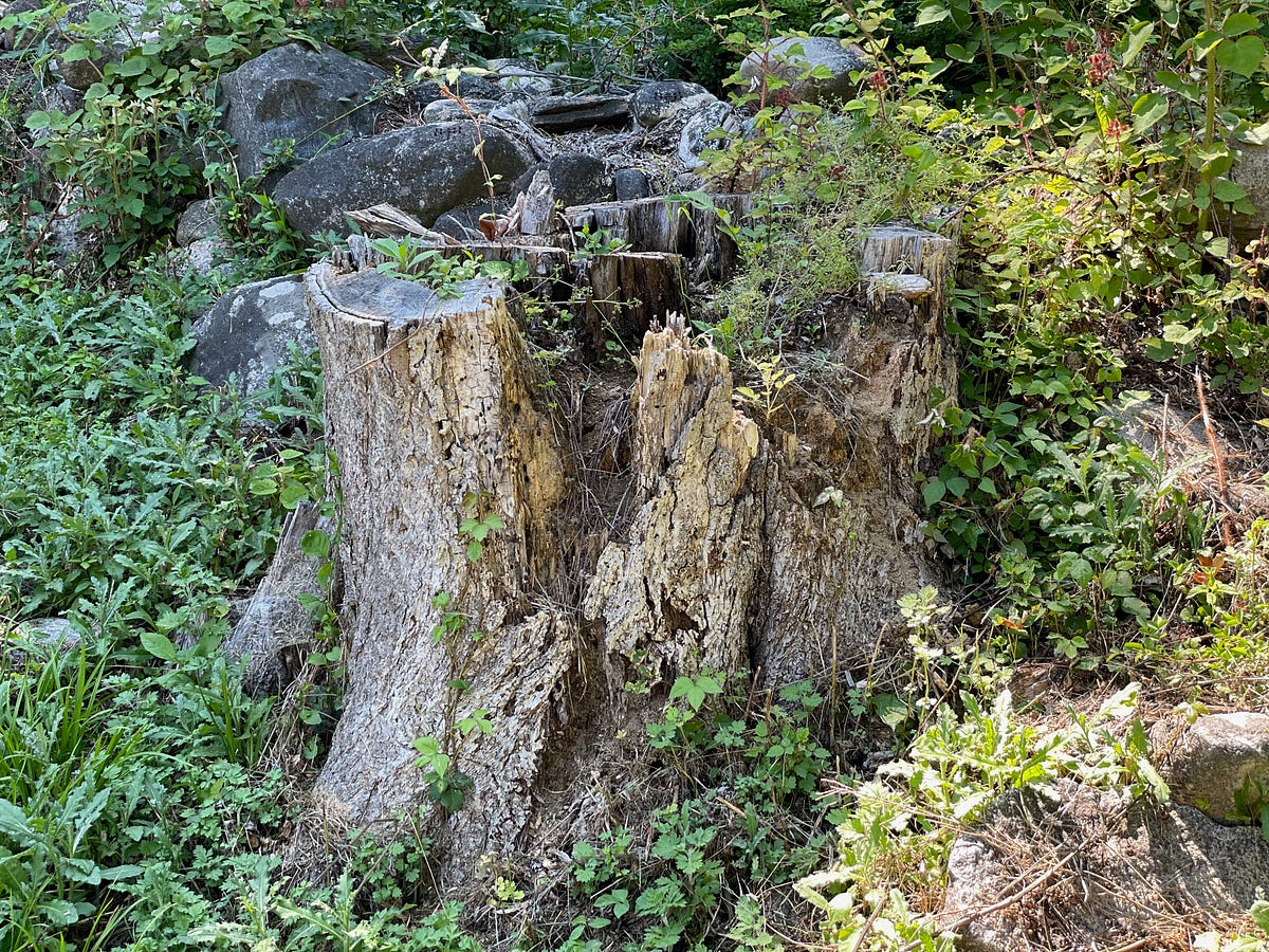 the stump. - The Howling Owl - Medium
