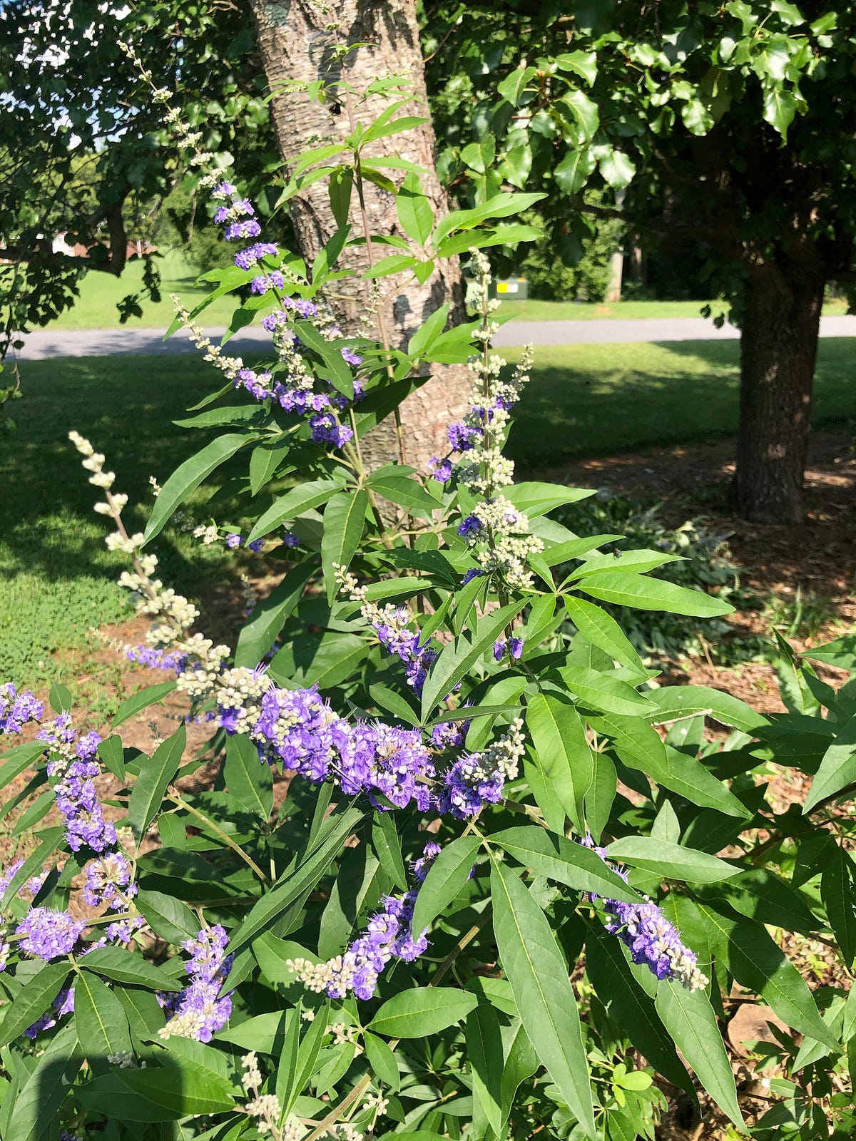 The Garden Squatter. I am glad you chose me | by Kim McKinney ...