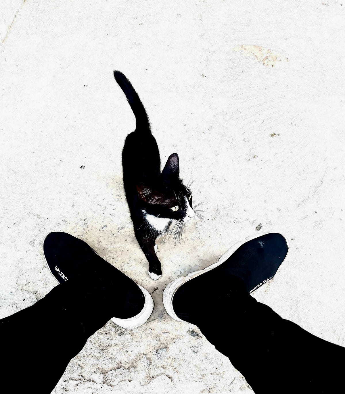 The Art of Talking To Someone’s Pet Cat | by Yoofi Biney | ILLUMINATION ...
