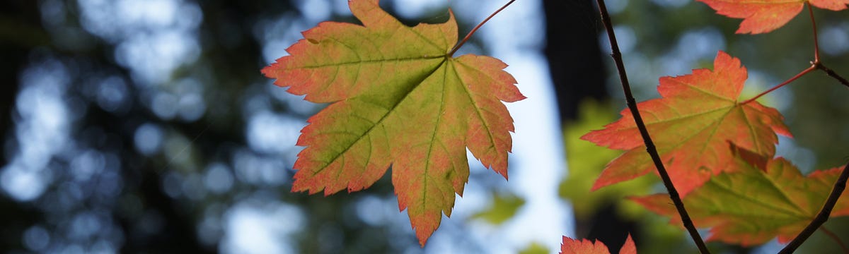 fall foliage. autumn’s shorter days | by Molly Skeen | Medium