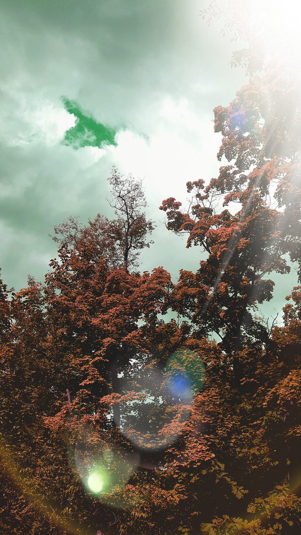 As the Forest Bellows. A Poetic Plea for Help! | by Sarah Anne Granberg ...