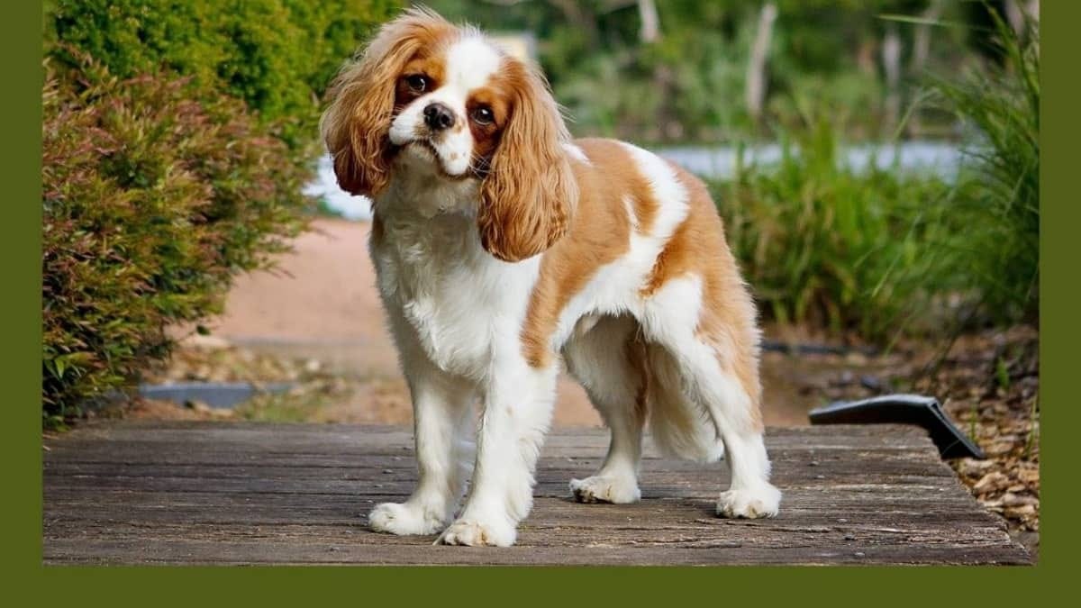 Top 3 Best Friendly Dog Breeds for a Family | by ARHAM J. | Medium