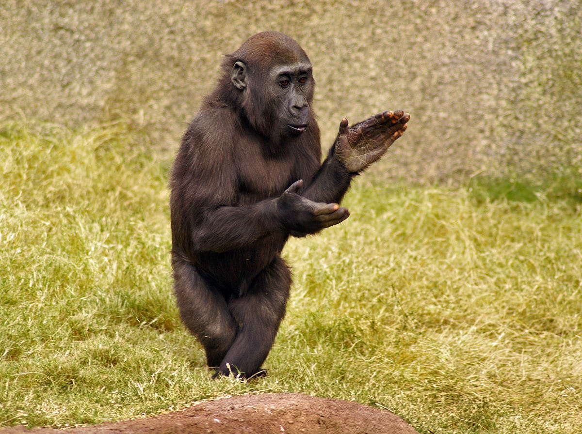 The Official Unofficial Medium Guide to Clapping | by Jeffrey Harvey ...