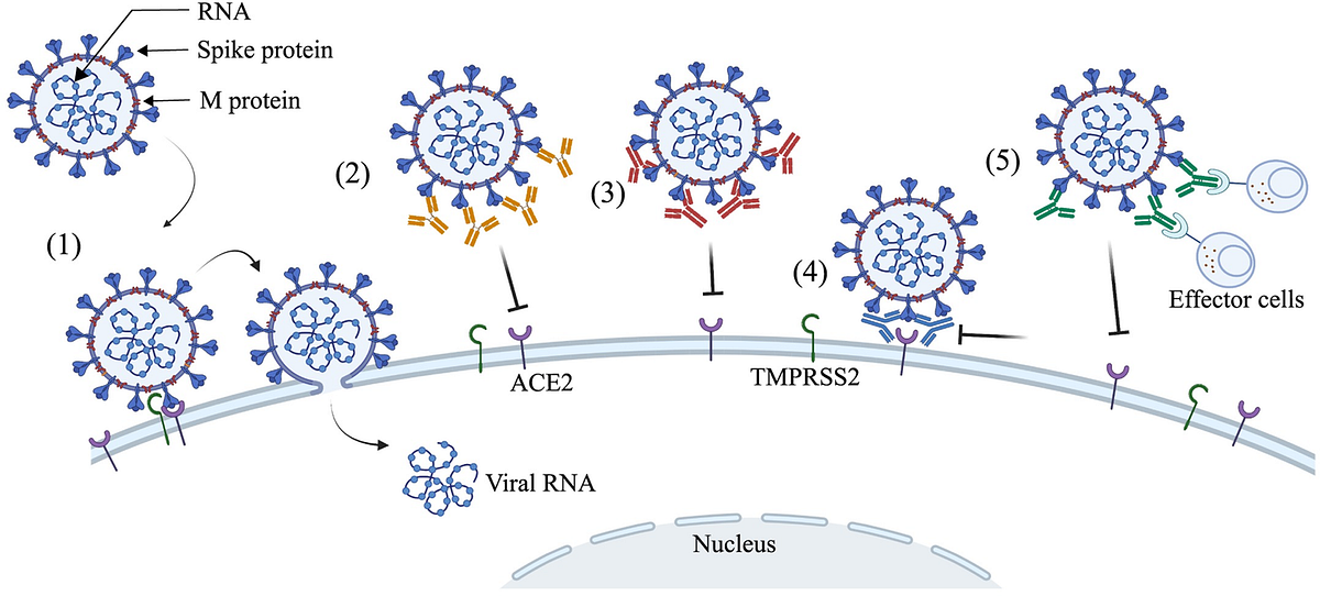 Two viral targets can be simultaneously bound by SARS-CoV-2 antibodies ...