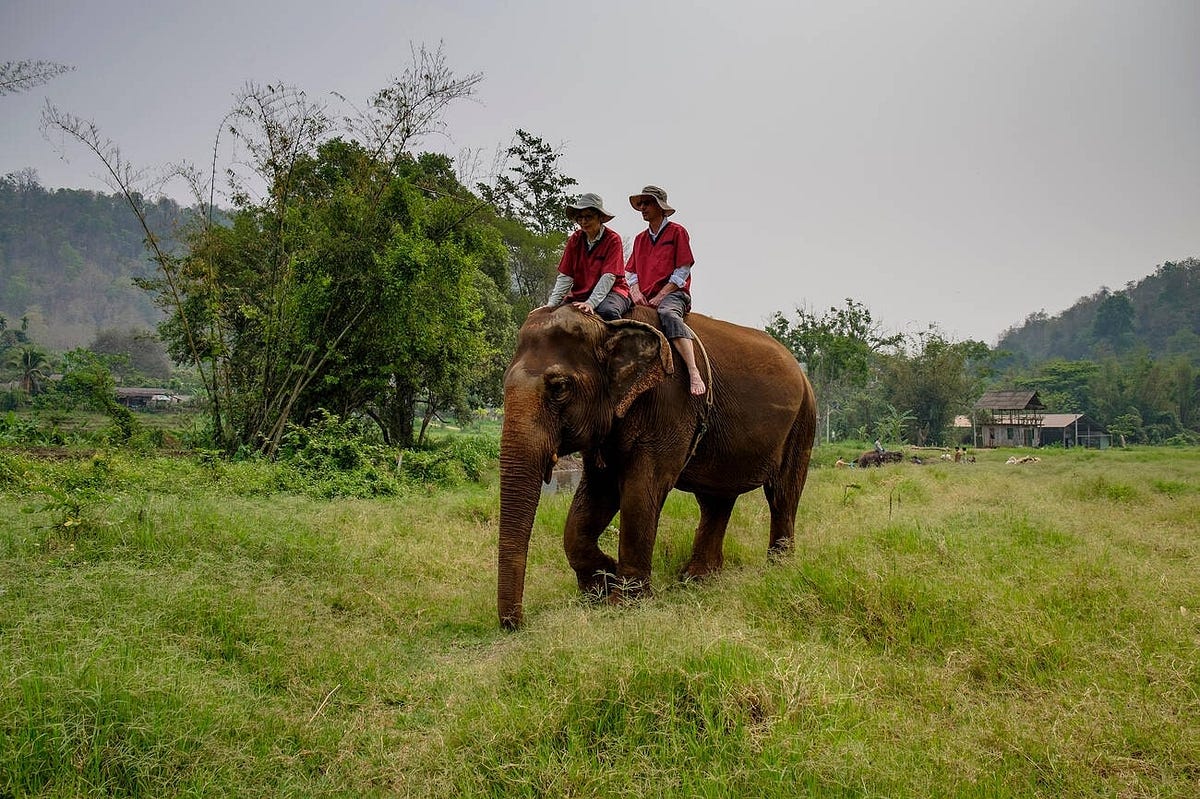 Thrilling Adventures in Thailand: Elephant Trekking and Bungee Jumping ...