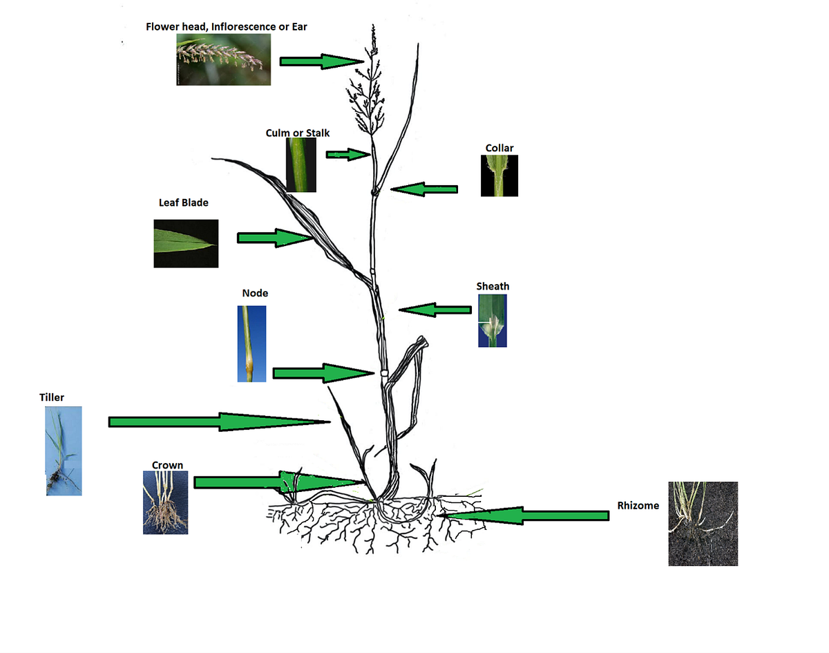 11 Parts of a Grass Plant you should know about | by Comprame Co Uk | Feb, 2024 | Medium