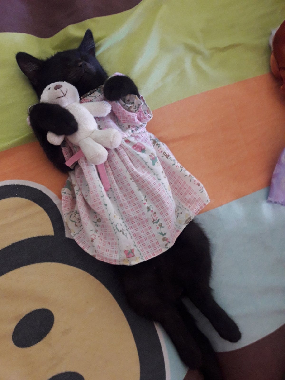 Leo’s Cat-alogue. Started From the Bottom, Now He's Here | by Sandra ...