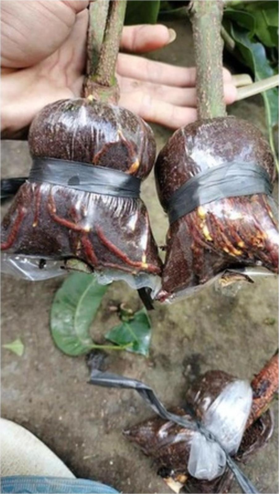 Bibit Mangga Manalagi Fresh Cangkok Temanggung Terlengkap | by ...