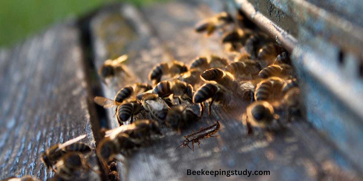 Protecting Your Hive: A Guide to Safely Managing Earwigs in Your ...