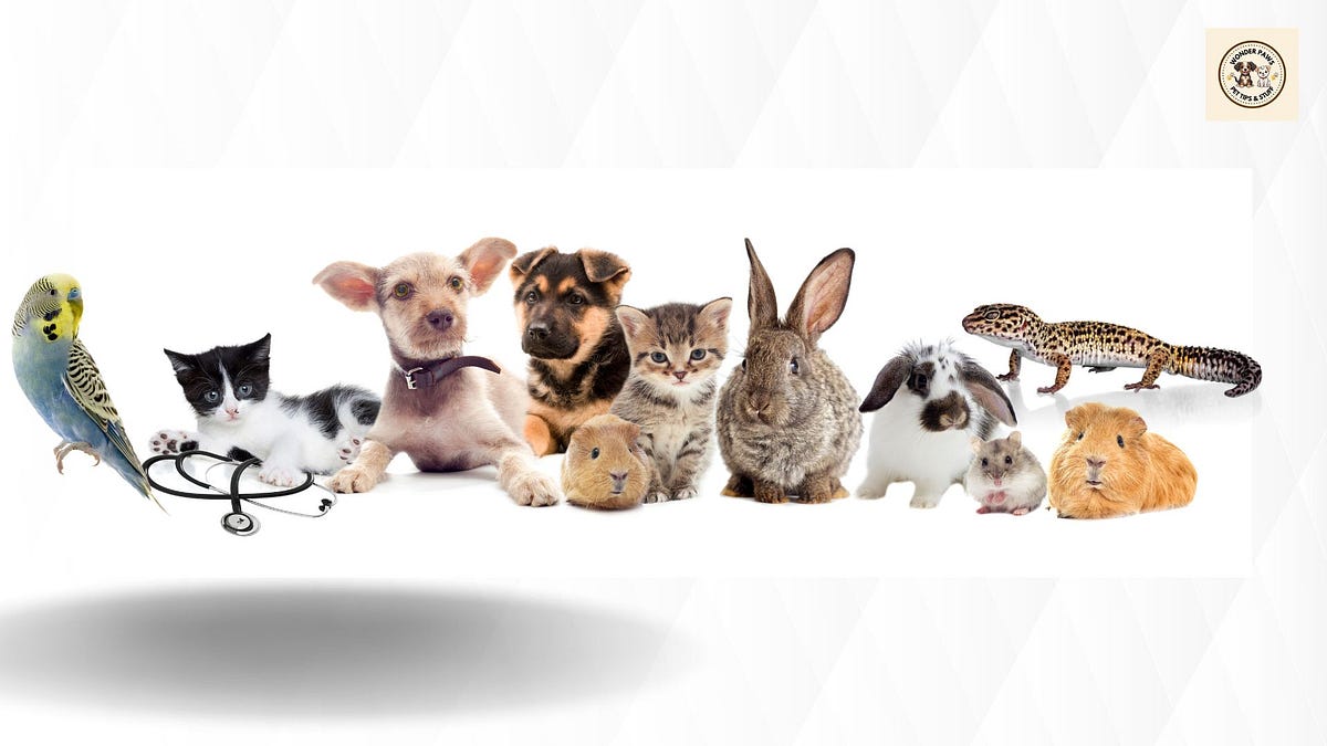 Understanding Your Pet’s Body Language | by WONDER PAWS | PET TIPS ...