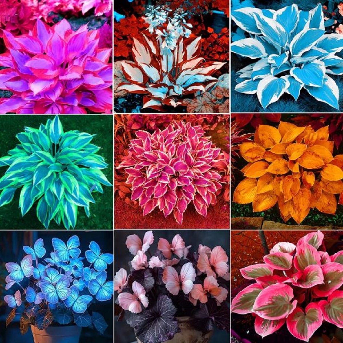 Hosta Seed Varieties and How to Grow Them | by Farkaji | May, 2025 | Medium