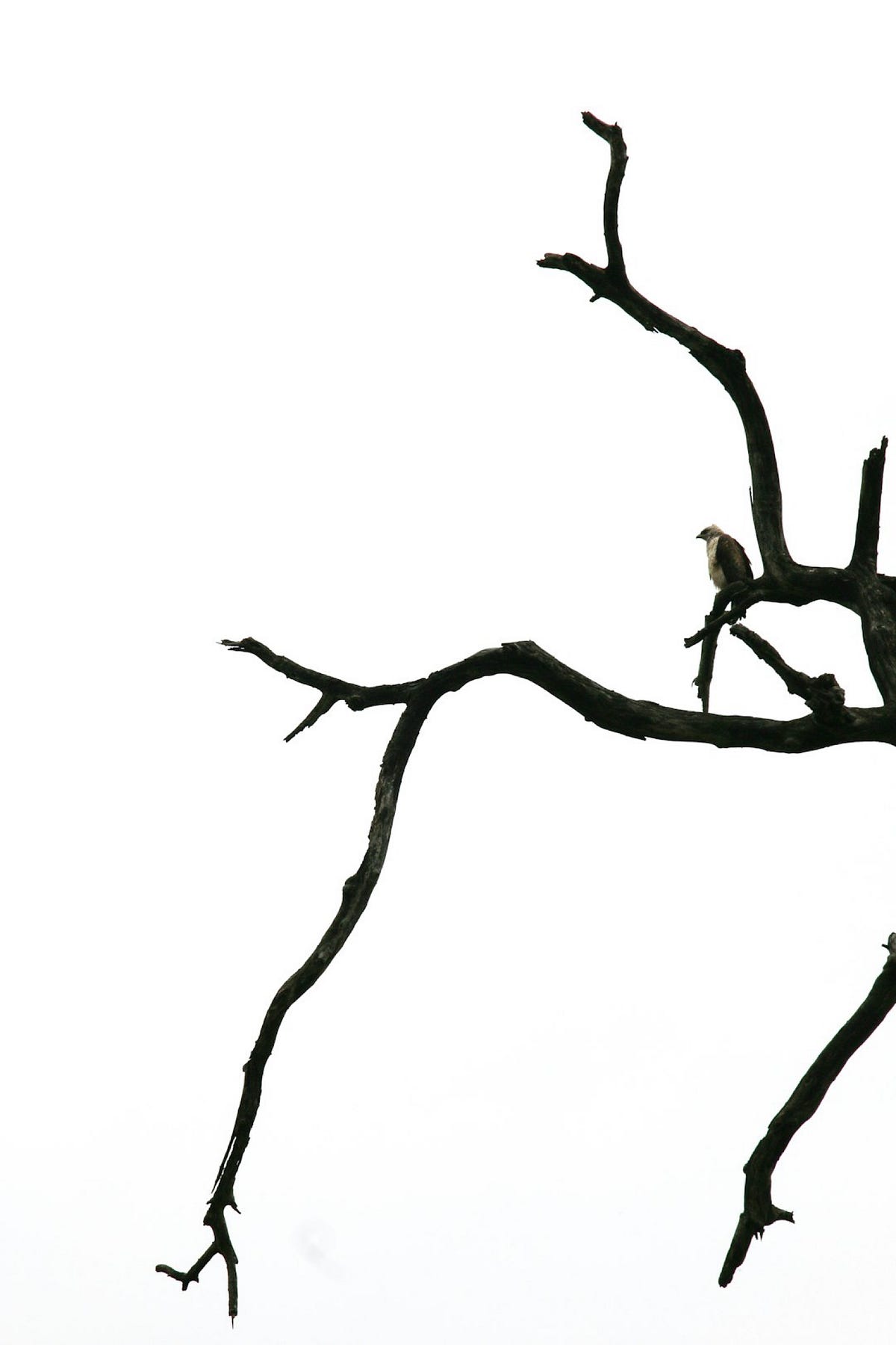 Crow’s Feet - Women Write - Medium