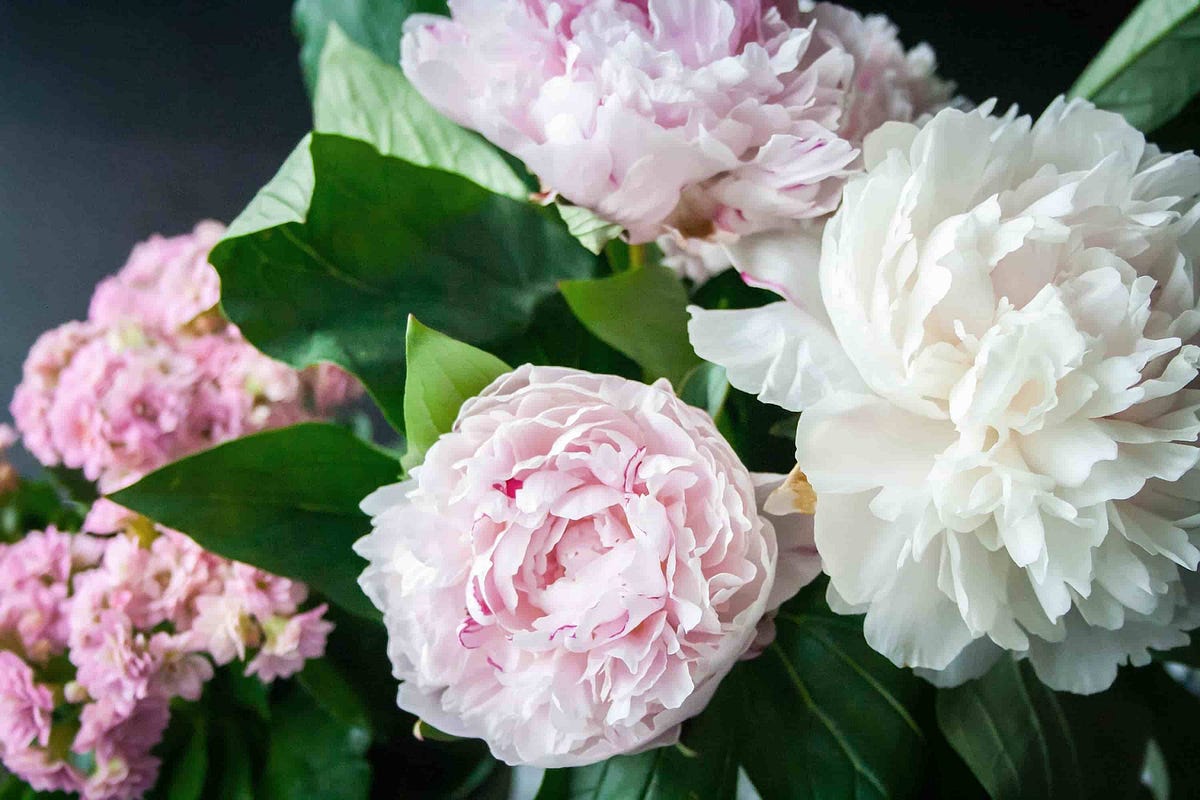 Interesting Facts About Peonies. Things You Did Not Know About Peonies ...