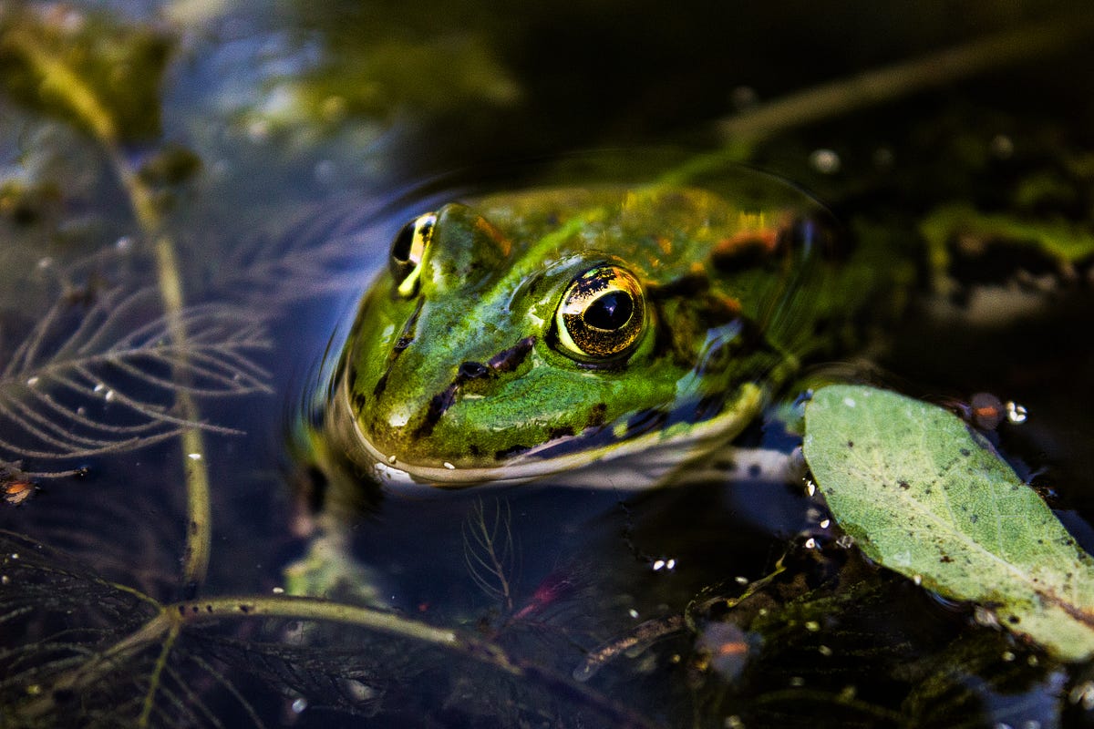 The Bullfrog in My Toilet | Dead or Alive