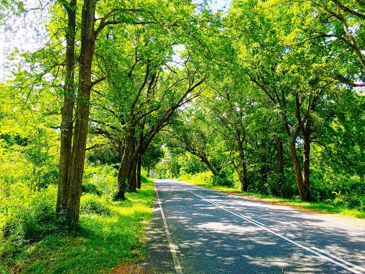 The Tree Whisperer - Mithula S Haran - Medium
