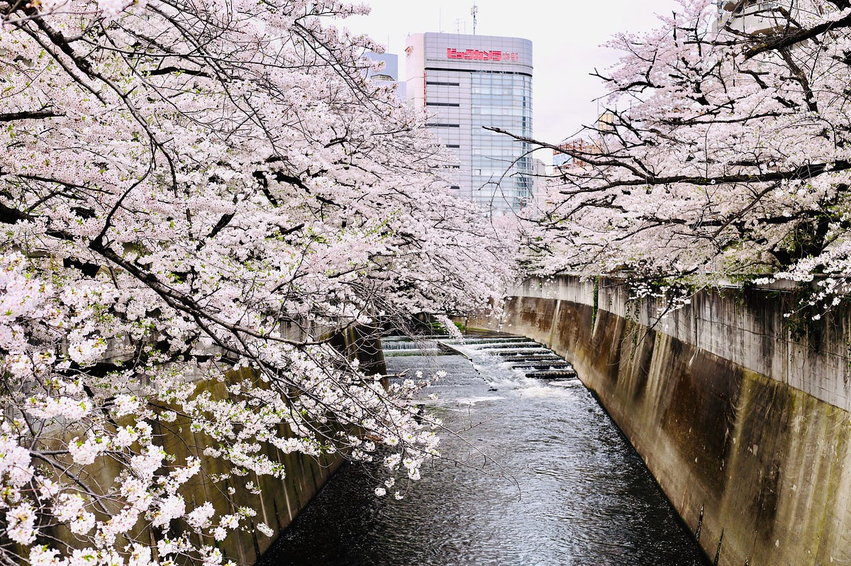 3 Lesser-Known Cherry Blossom River Walks | by Thoa Nguyen | Medium