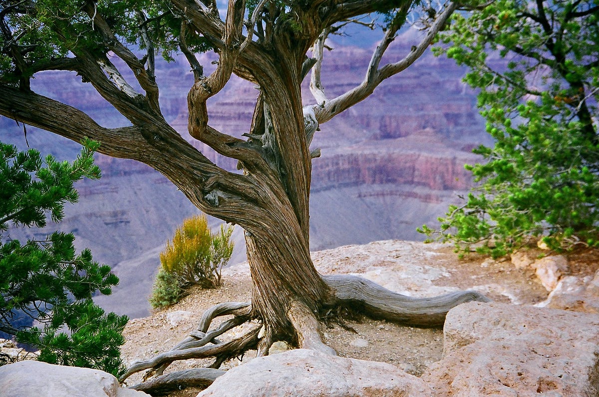 7 Climate Threats to U.S. National Parks | by Debbie R. King | Medium