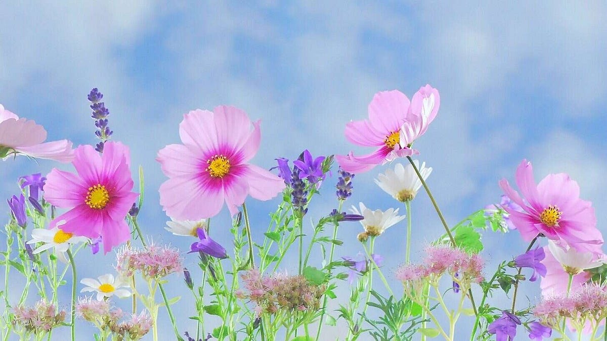 Bloom like a flower, wherever you are planted | by Sapphire | Medium