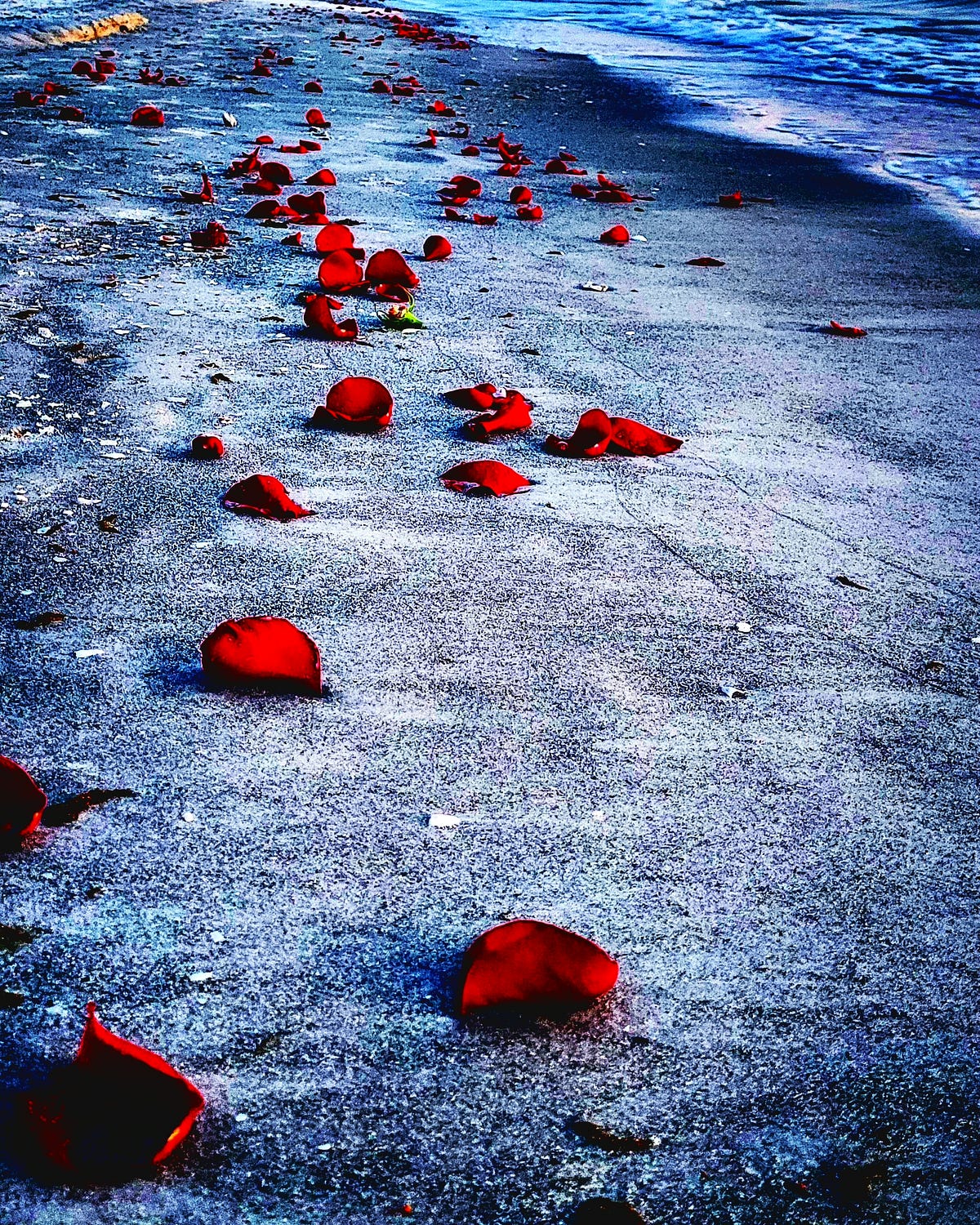 Rose Petals and Waves. A man is laid to peace at sea | by Shawn ...