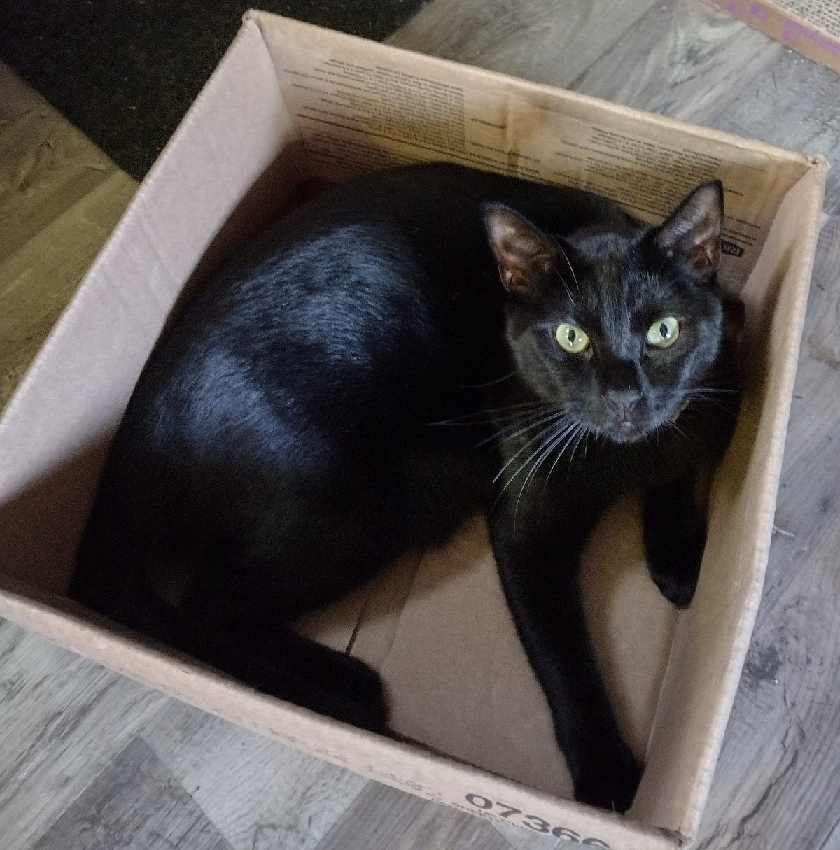 Life Inside A Box. Yesterday I watched one of my cats… | by Jeannette ...