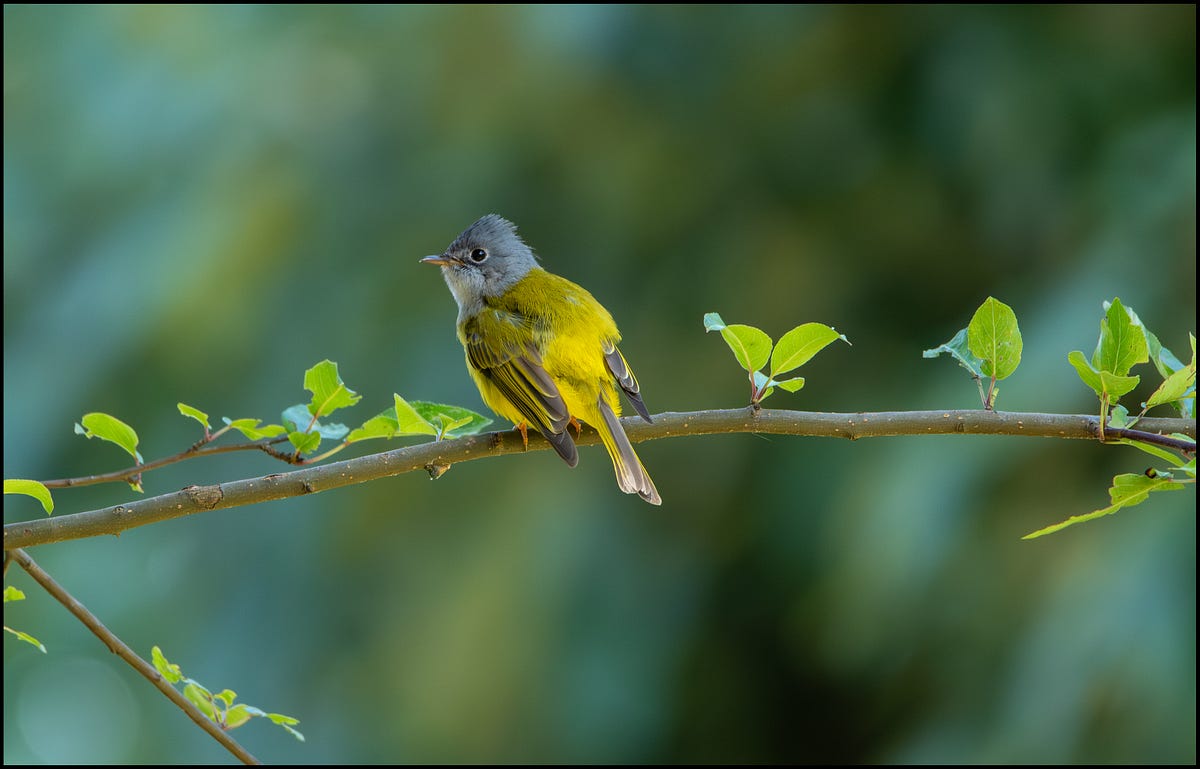 Flycatchers and their fidget…. Flycatchers often seem bound by… | by ...