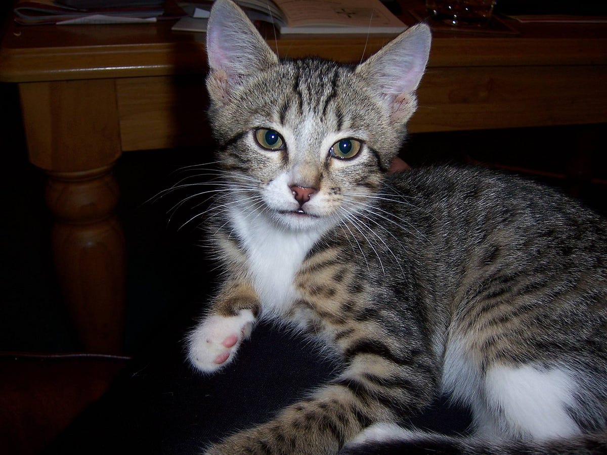 Splinter — Too Small To Be A Chip Off The Old Block | by Lesley Dewar ...