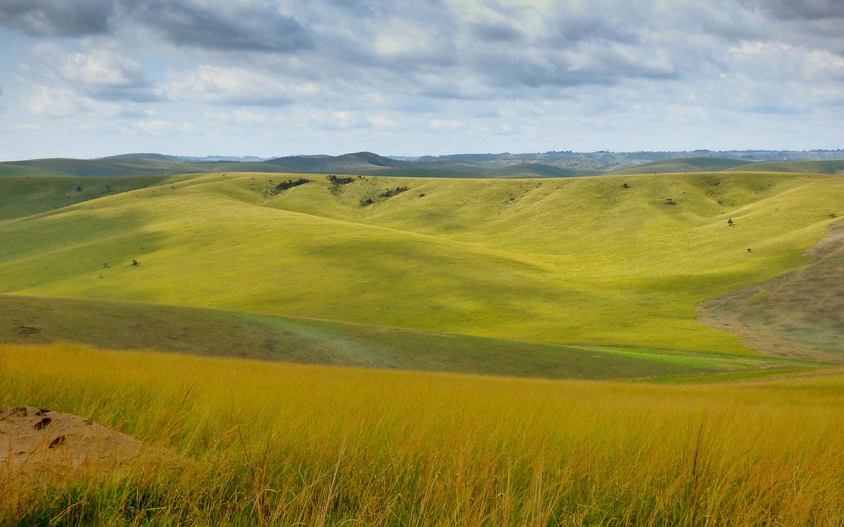 Gabon’s Diverse Grass Species. Each year, Wildlife Conservation… | by ...