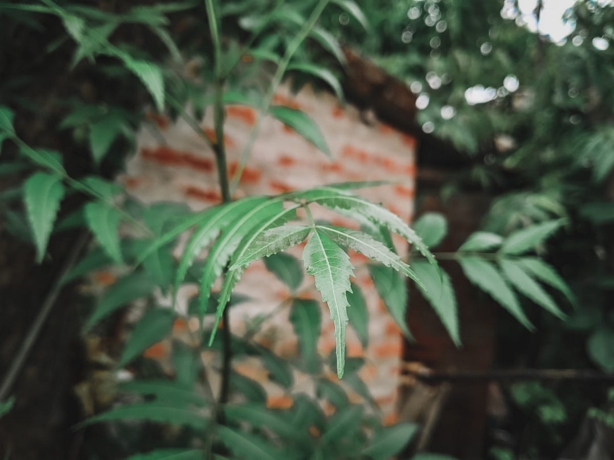 Benefits of combination of Neem and Termeric | by Ashok Bhatia | Medium