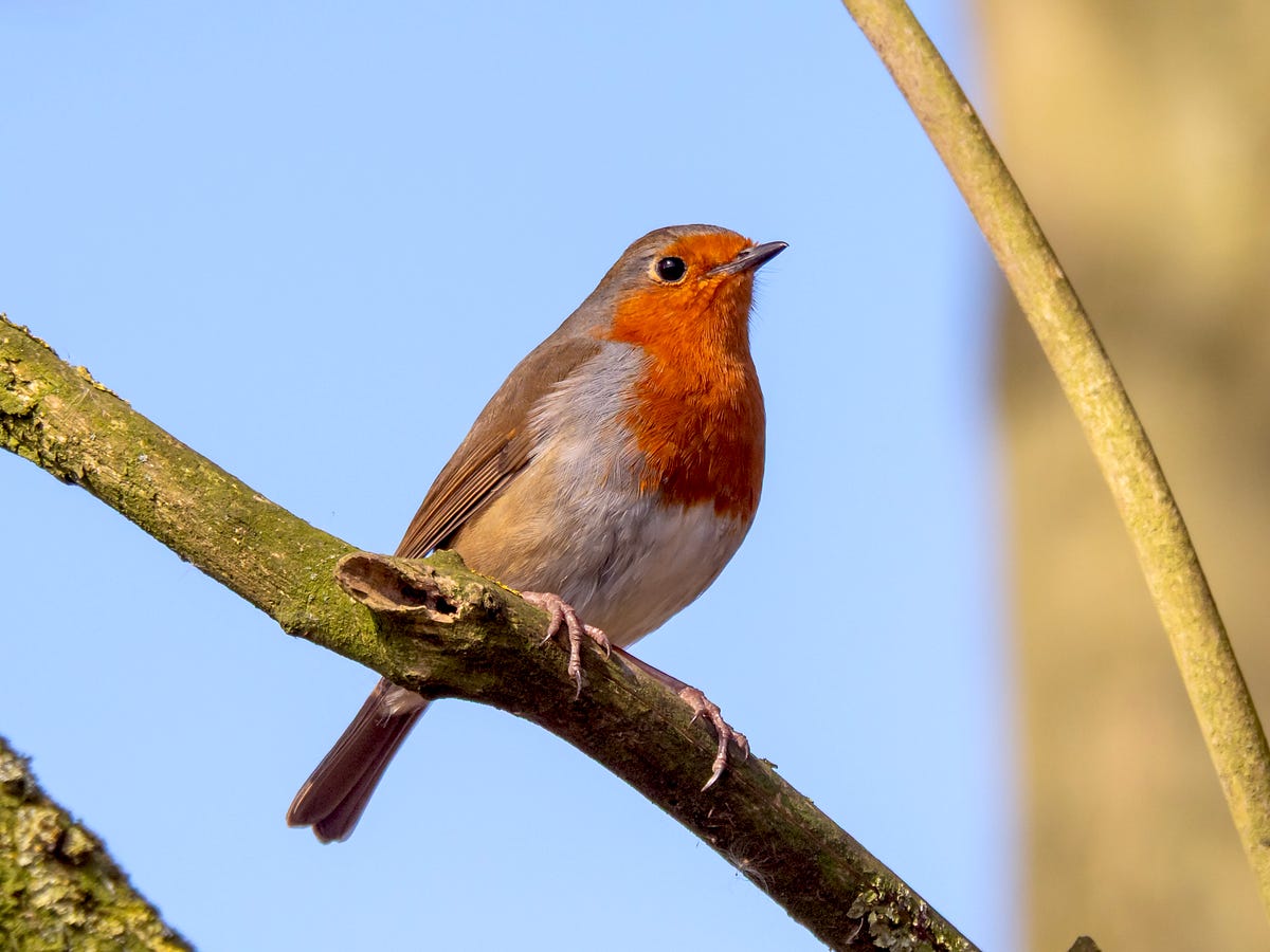 Photographing European Robins. Tame little birds with so much… | by ...